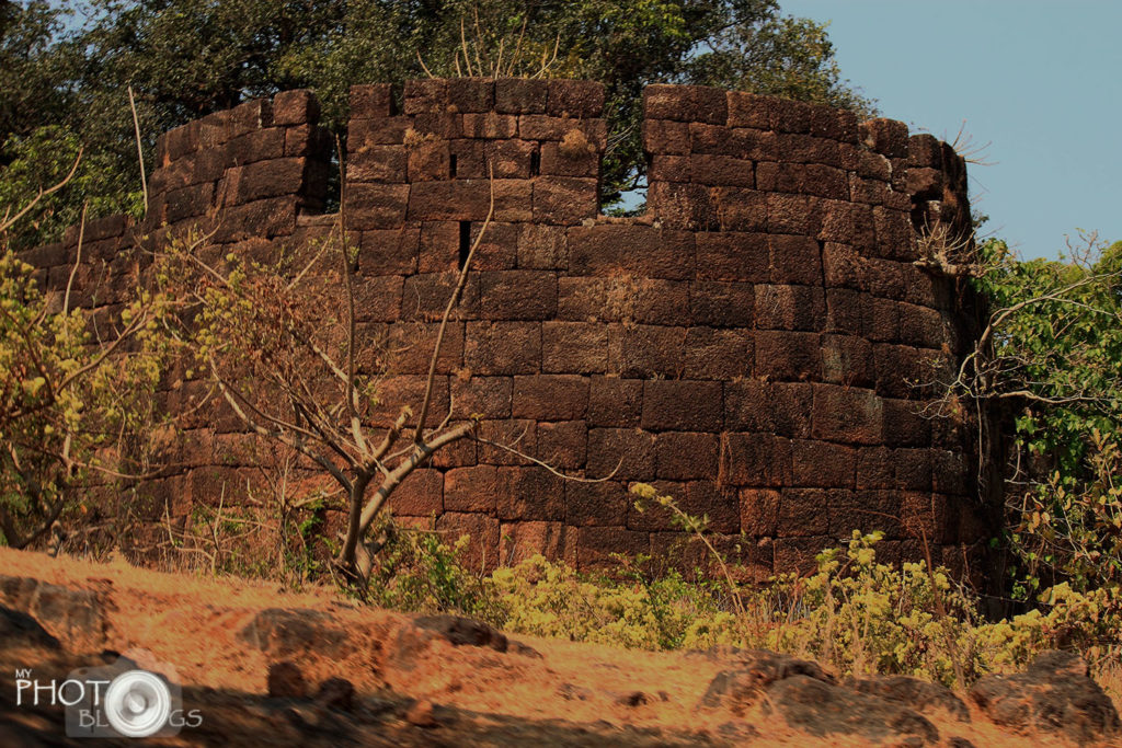 The Olive Ridley Turtles of Velas