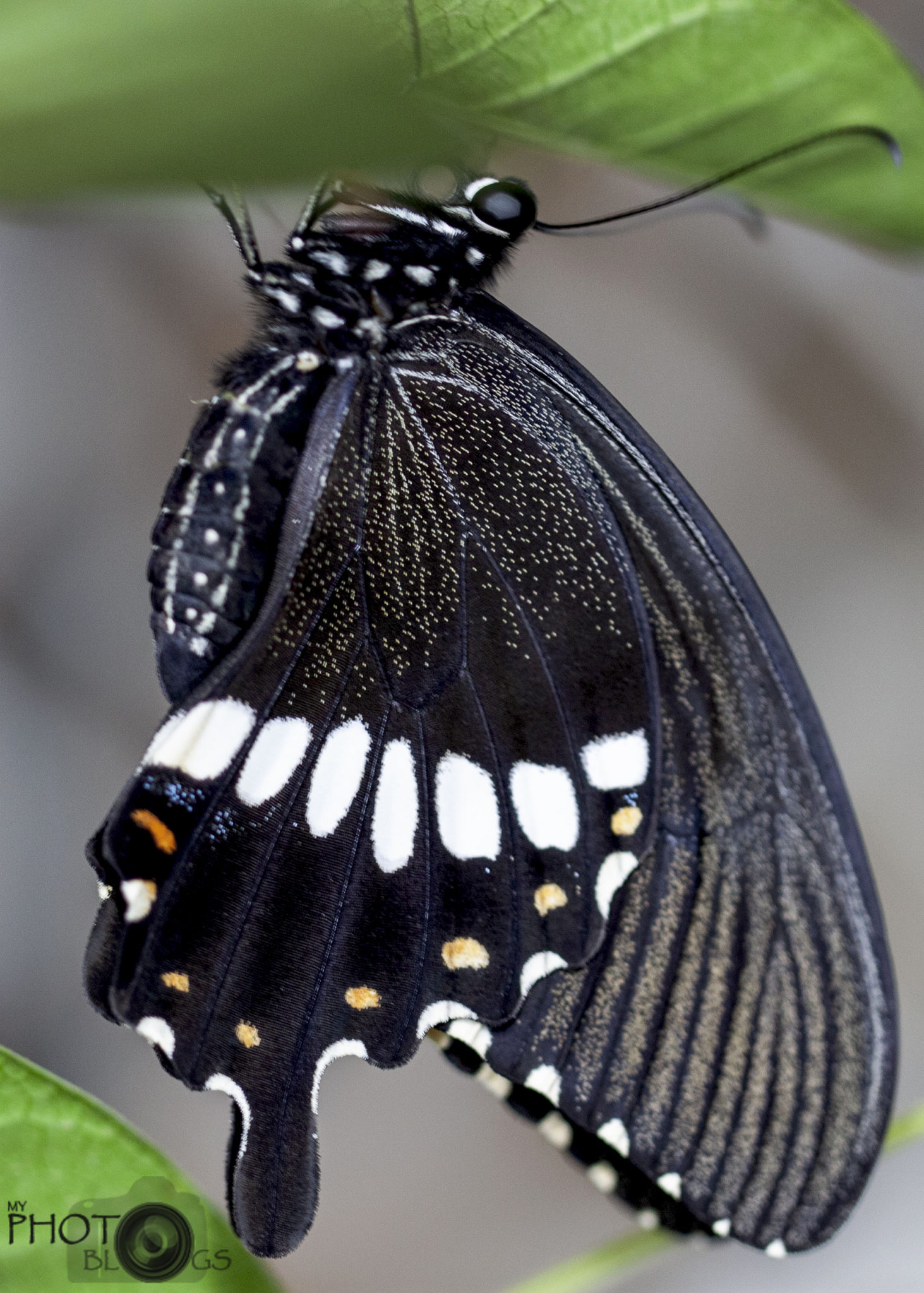 The Indian Common Mormon Butterfly - Macro