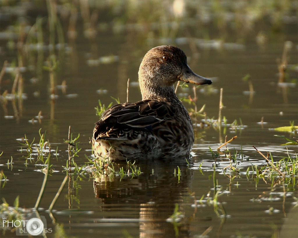 Thol Bird Sanctuary - A Man-made Wonder