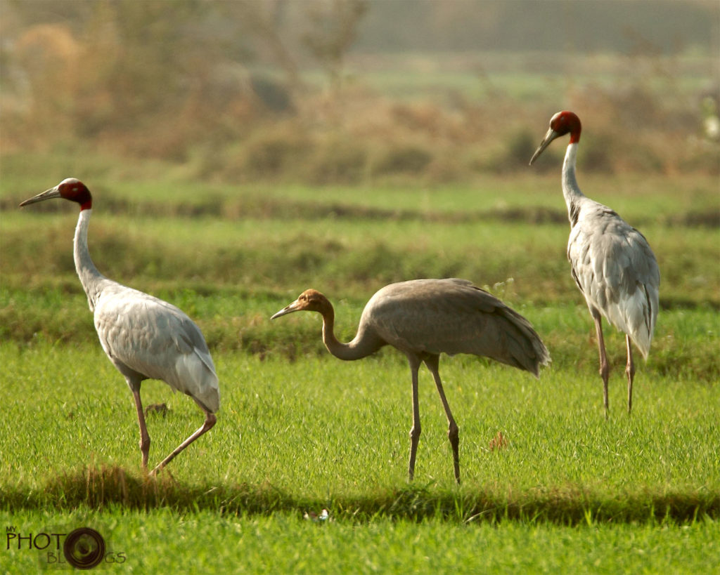 Nal Sarovar Bird Sanctuary - Nothing much to tout about